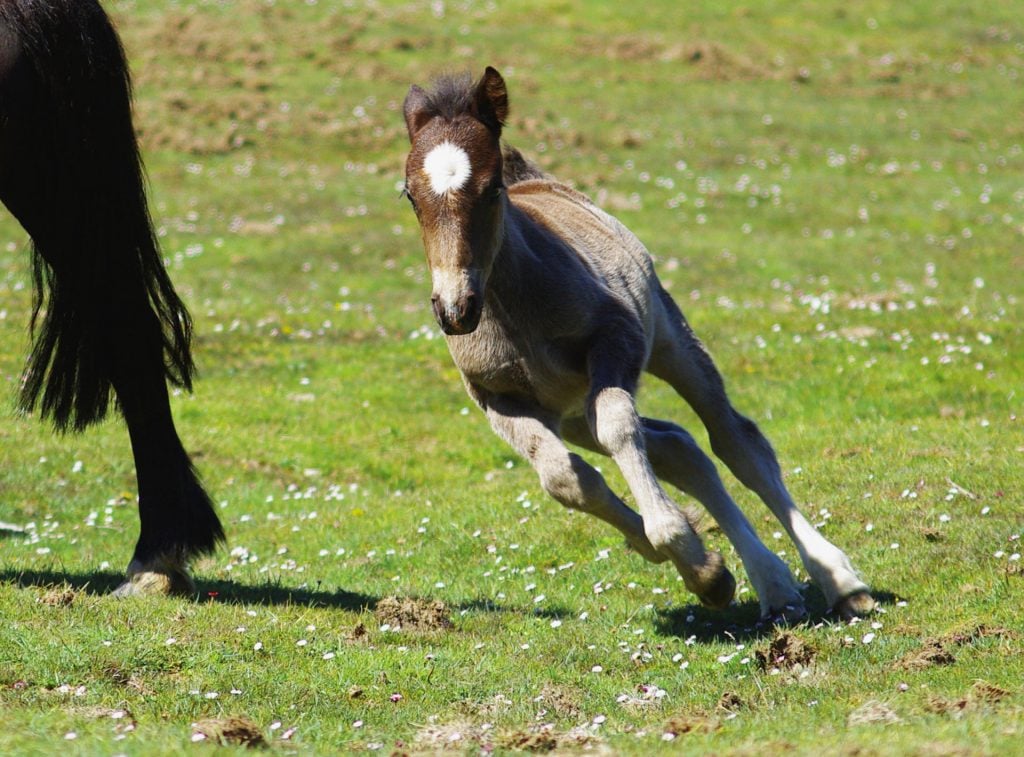 Tras la Huella del Asturcón - Qué ver en Asturias